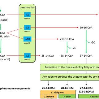 Schematic Outlining The Likely Biosynthetic Routes Of The Sex Pheromone Download Scientific