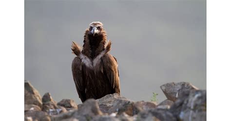 Черен лешояд е убит от бракониери край Харманли Български Фермер