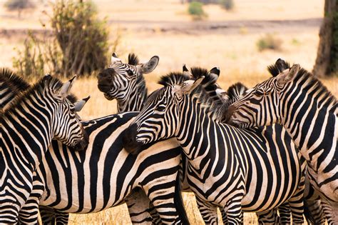 Zebra Maze Phila Broich Flickr