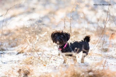 Gidget Pound Dog Rescue