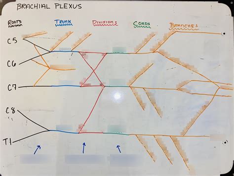 Brachial Plexus Diagram Diagram Quizlet