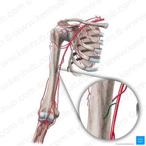 Nutrient Artery Of Humerus 18928 Kenhub Image License Store