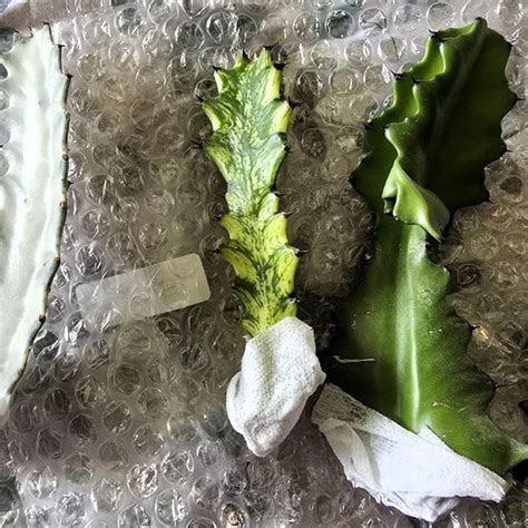 Rare Euphorbia Lactea Cristata Ghost Cactus Variegated Live Houseplant