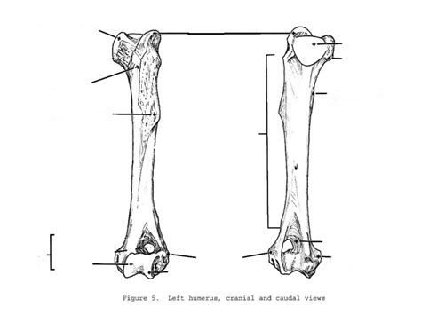 Left Humerus Cranial And Caudal Views Quiz