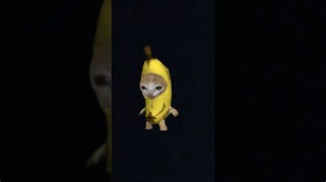 행복한 고양이 바나나 고양이 Youtube