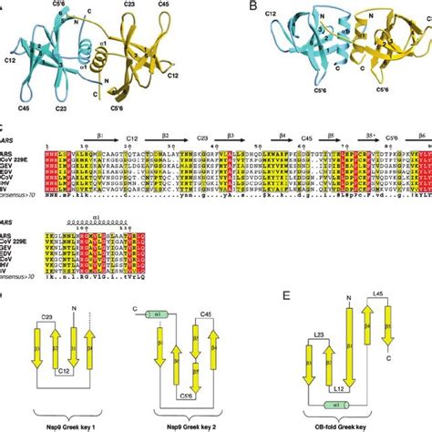 Crystal Structure Sequence And Topology Of Sars Cov Nsp9 A