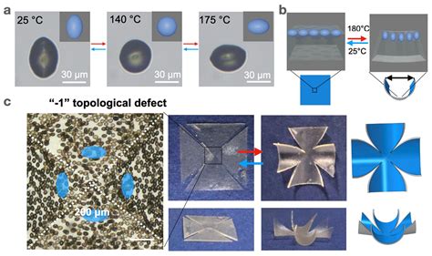Shape Morphing Directed By Spatially Encoded Dually Responsive Liquid