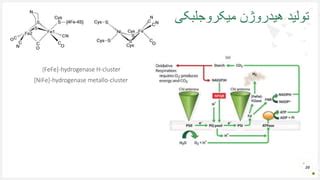 GENETIC ENGINEERING OF ALGAE FOR ENHANCED BIOFUEL PRODUCTION In Persian PPT