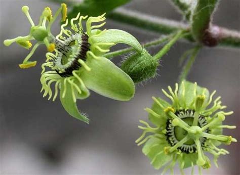 Passiflora Collection Kit 25 Passionflower Seeds Passion Fruit