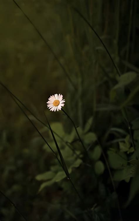 Query Post Album On Imgur