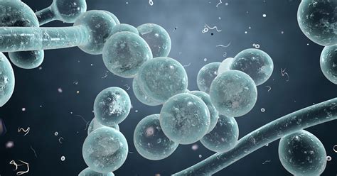 Candida Auris The Rise Of A Fungal Superbug The Candida Diet