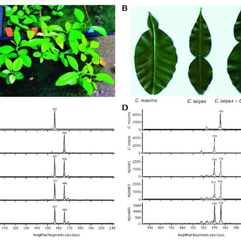 Nabil Killiny Professor Associate Professor University Of Florida Fl Uf Department