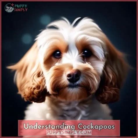 Cockapoos Hypoallergenic Sizes Care Colors And Training