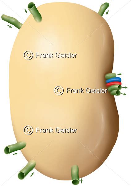 Lymphknoten Nodus Lymphaticus Mit Lymph Und Blutgefäße Medical Pictures