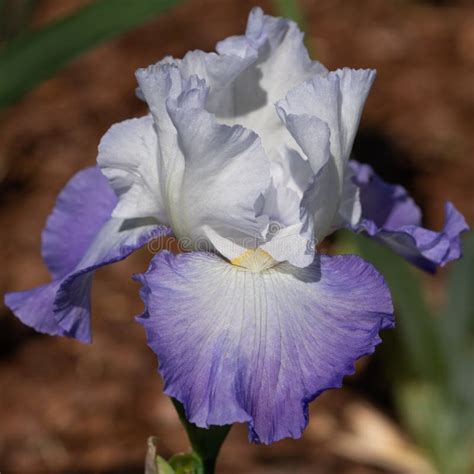 German Iris Iris Barbata Stock Image Image Of Barbata 138804429