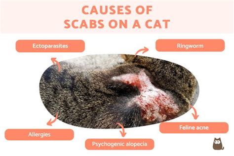 Scabs On My Cat Causes And Treatment Of Skin Conditions In Cats