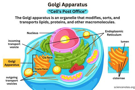 Golgi Apparatus Definition Structure Function