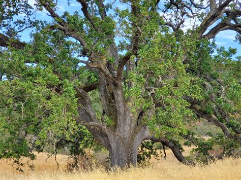Quercus Lobata
