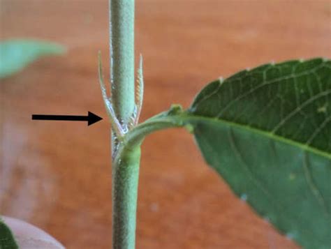 Presence Of Stipules Indicated By Arrow In Peach Which Are Modified