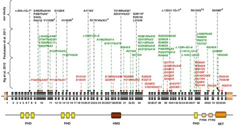 Distribution Of Mll2 Mutations Schematic View Of The Mll2 Protein Download Scientific Diagram