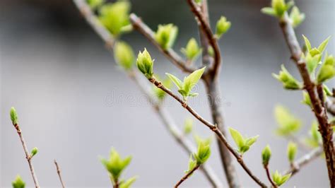 A Tree Branch With Green Leaves And The Word Spring On It Stock Photo