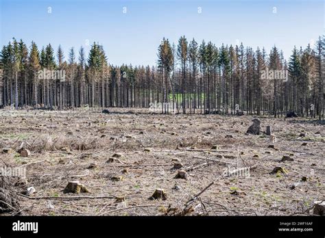 Chopped Woodland Dead Forest Pinetree Plantation Germany Replanted