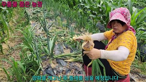 양파수확하기 Youtube