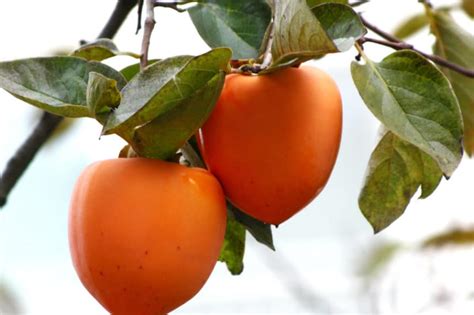 Persimmon Tree Bark Facts Garden Eco