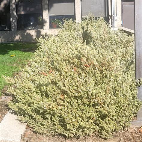 Westringia Fruticosa ‘morning Light Variegated Australian Rosemary
