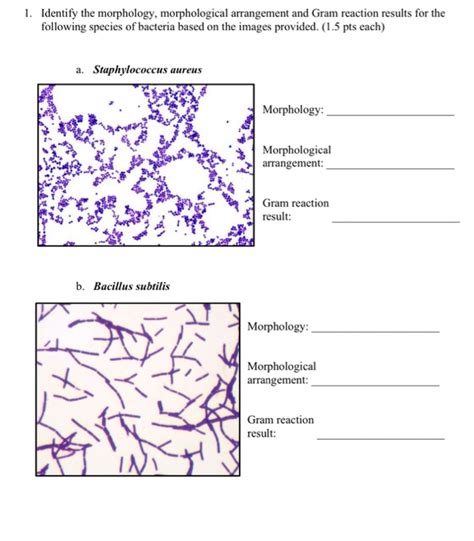Bacillus Subtilis Morphology And Gram Stain