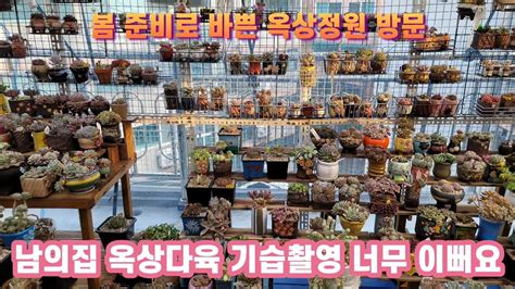봄 준비로 분주한 옥상정원 하나같이 정성가득 관리하신 이쁜아가들 다육이는 환경이 키우나 봅니다 묵은둥이 국민이 창 다육이 소개 판매 Youtube