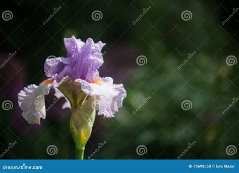 `belgian Princess` Bearded Iris Reigns Over Spring Flower Garden Stock