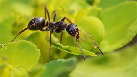 Ant Theme For Windows