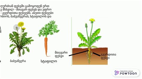 როგორი ფესვი აქვს მცენარეს თ ვ Youtube