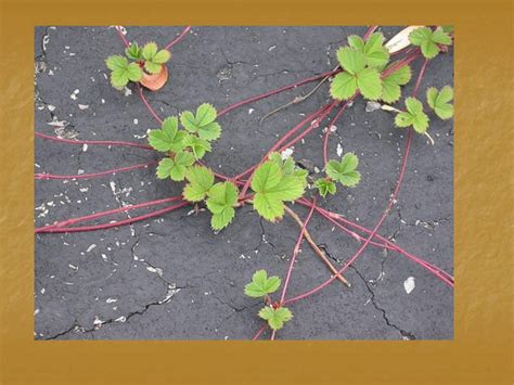 Reproductive Strategies Ppt Download