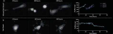 Apoptosis Toxicology Label Free Quantitative Time Lapse Imaging
