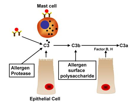 Model for C3a generation in individuals with asthma. C3 may be secreted ...