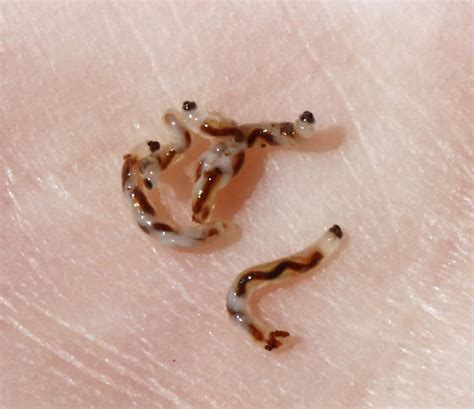 Fungus Gnats Larvae