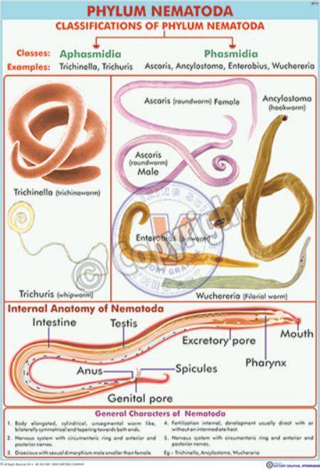 Phylum Nematoda Characteristics