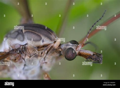 Tipula Crane Fly Tipulidae Diptera Nematocera Insect Larvae Of This