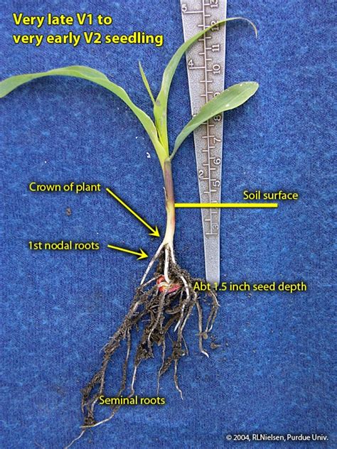Root Development In Young Corn Purdue University Pestandcrop Newsletter