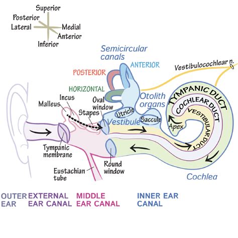 Advanced Anatomy And Physiology Glossary Ear Anatomy And Physiology