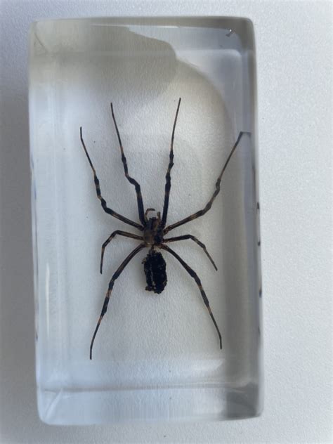 Spider Embedded Specimen Australian Entomological Supplies