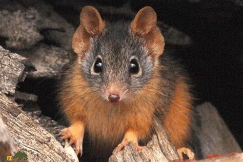 آن‌تکینوس؛ پستانداران کوچکی که پس از رابطه جنسی ۱۴ ساعته می‌میرد و جسدش