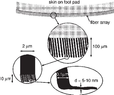 Figure 2 From The Effect Of Surface Roughness On The Adhesion Of Elastic Plates With Application