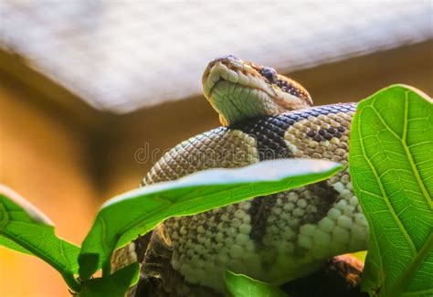 Python Boa Constrictor Stock Image Image Of Python Constrictor 8904623