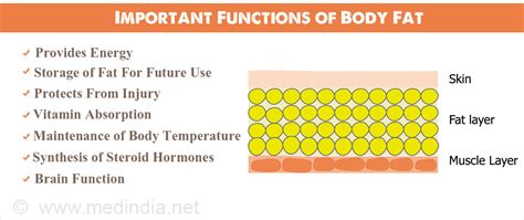 Body Fat Types Functions Measurement Accumulation And Getting Rid
