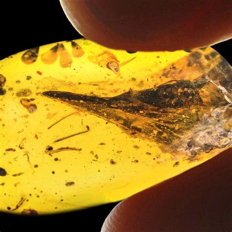 Amber Fossils