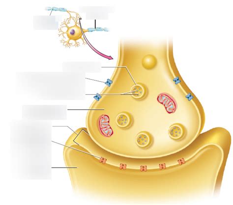 Neuromuscular Junction Synapse 41 Diagram Quizlet