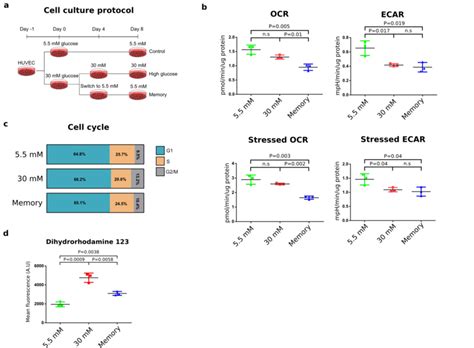 high glucose induced metabolic memory in endothelial cells a